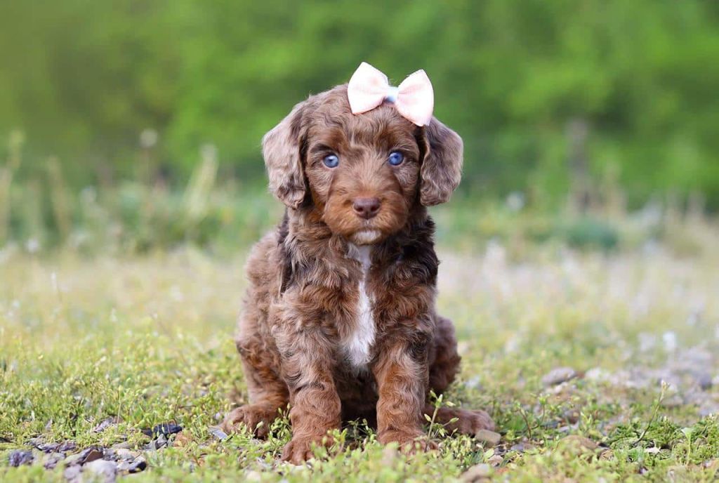Merle Goldendoodle: Gene, Patterns and Health Risk Explained