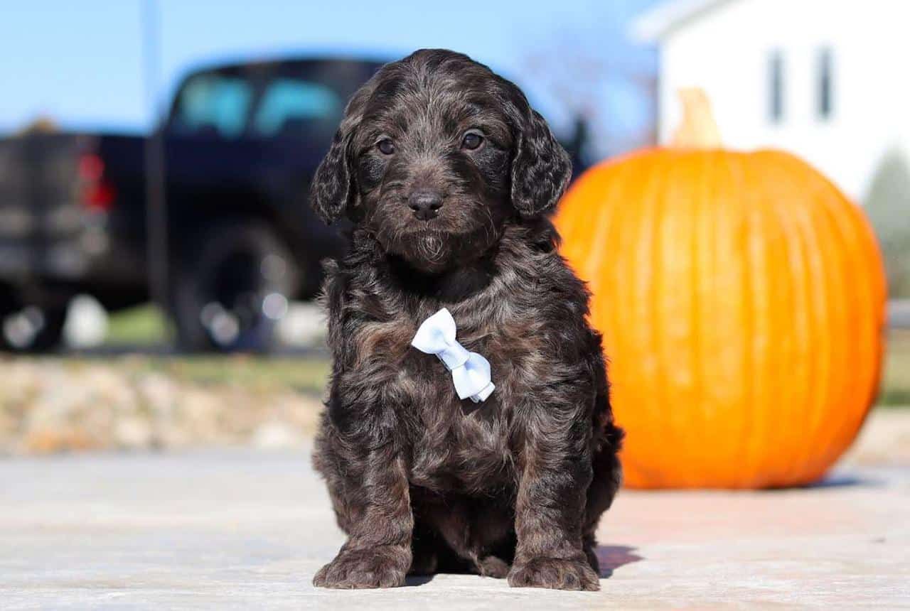 Chocolate Goldendoodle: Traits, Sizes, Care & Breeder Tips