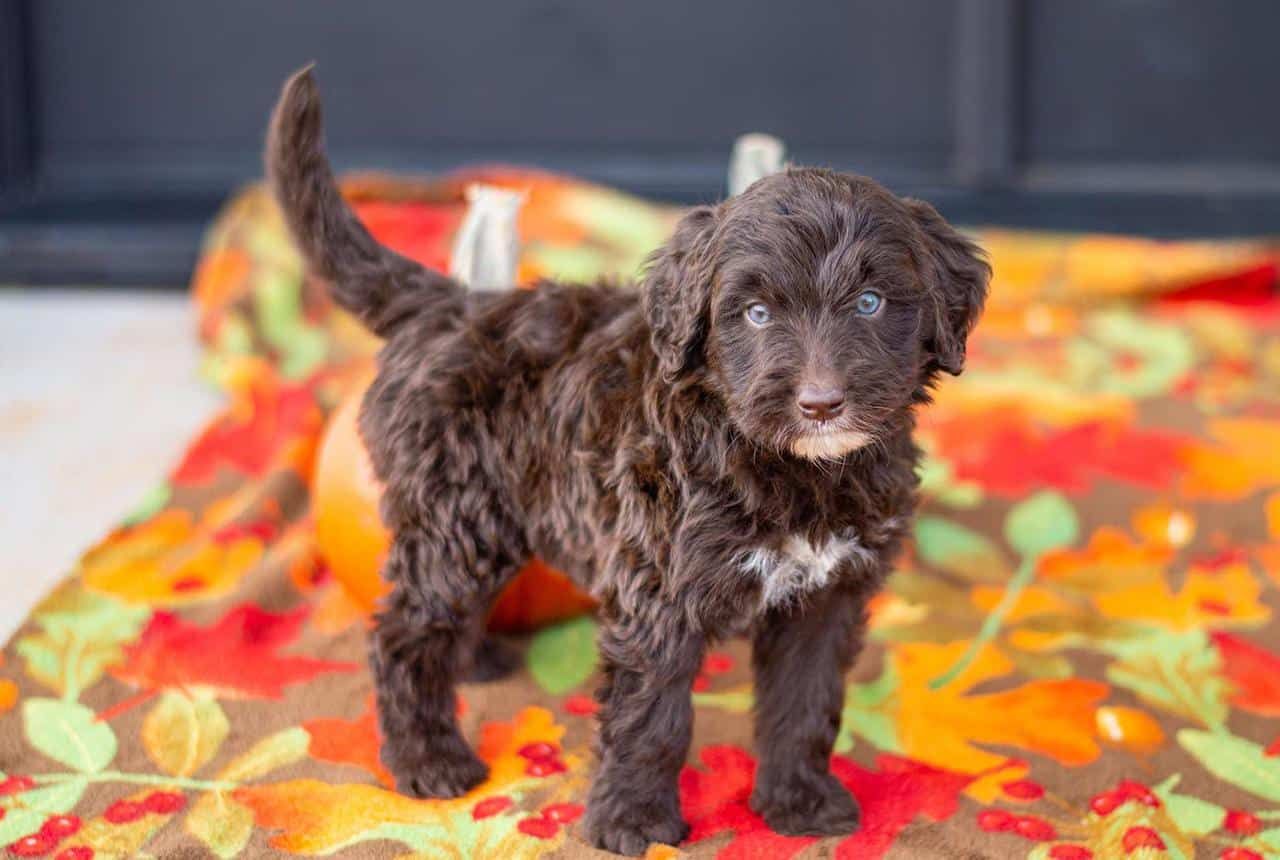 Chocolate Goldendoodle: Traits, Sizes, Care & Breeder Tips