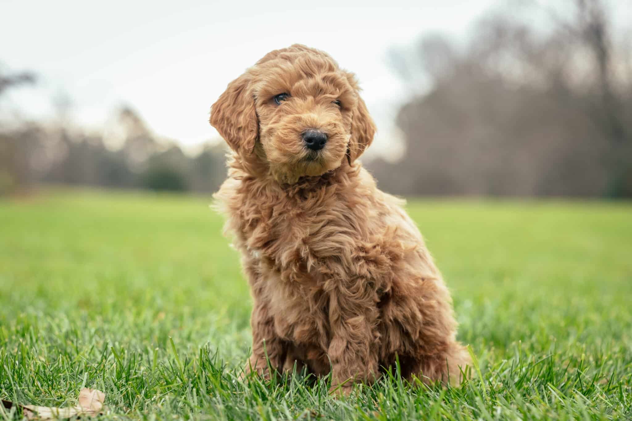 Merle Goldendoodle: Gene, Patterns and Health Risk Explained