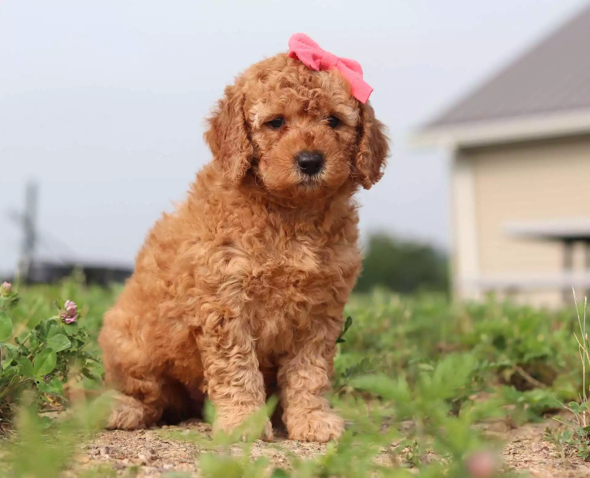 Goldendoodle Pricing Guide | Best Goldendoodles