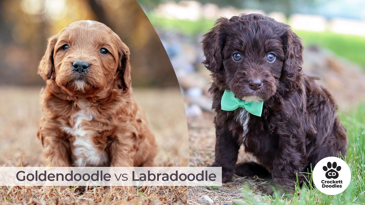 Merle Goldendoodle: Gene, Patterns and Health Risk Explained