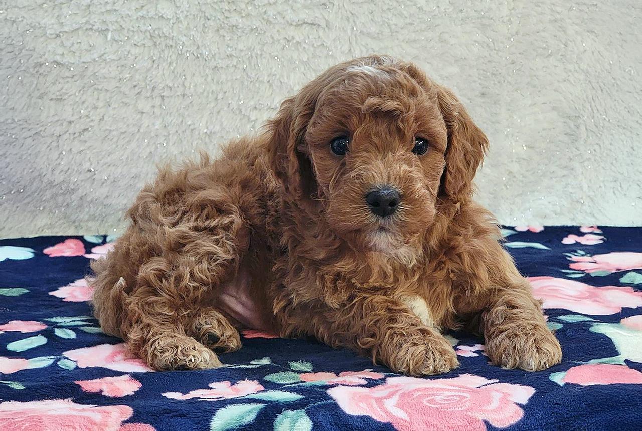 F1, F2 & F1B Goldendoodles Generations - Huge Difference