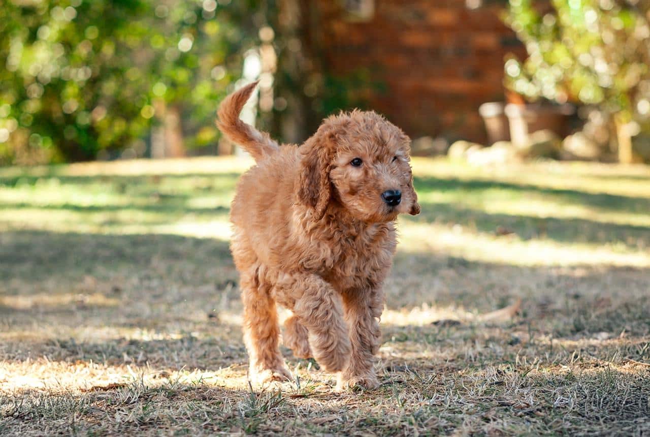 Merle Goldendoodle: Gene, Patterns and Health Risk Explained