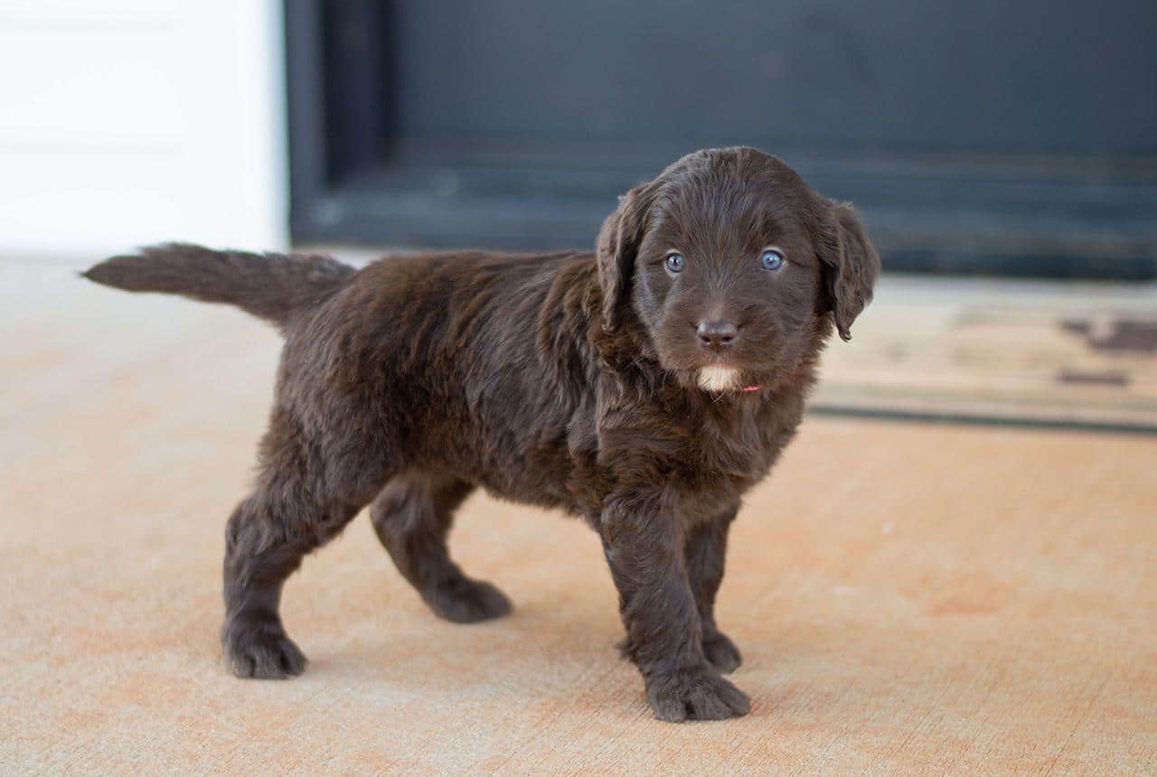 Merle Goldendoodle: Gene, Patterns and Health Risk Explained