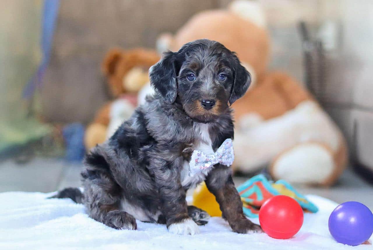 Merle Goldendoodle: Gene, Patterns and Health Risk Explained