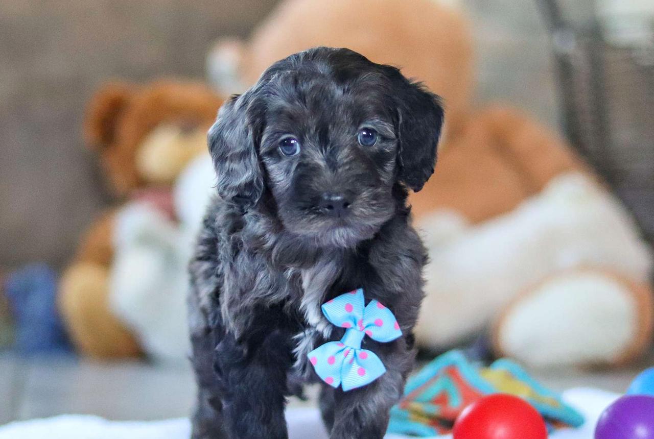 Merle Goldendoodle: Gene, Patterns and Health Risk Explained